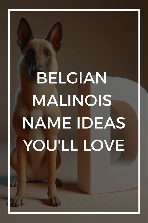 Top 1200 Belgian Malinois Names From A Z 2024 Lets Learn Slang Artofit
