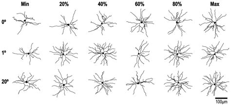 Reconstructions Of Representative Layer III Pyramidal Neurons With RFs