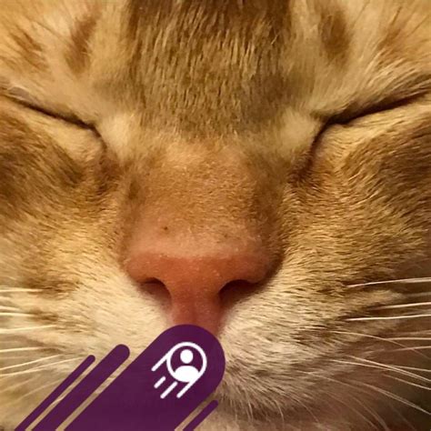 Paul Leit 「我愛我那小小多山的國家」是引用自智利詩人巴勃羅·聶魯達（pablo Facebook