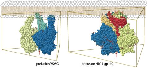 Schematic Of The Prefusion Intermediate Of Vsv G Glycoprotein Structure