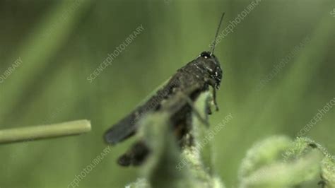 Grasshopper Taking Off Stock Video Clip K0010647 Science Photo