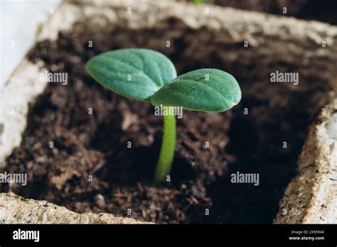 Single Young Plant Sprouting In Biodegradable Pot Focusing On The