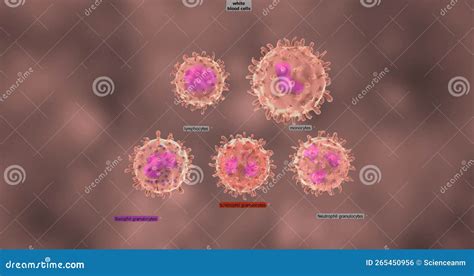 Stem Cells In The Bone Marrow Are Responsible For Producing White Blood
