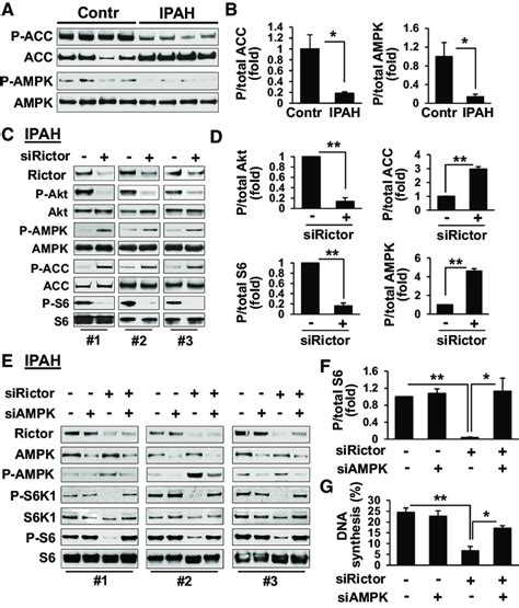 Mammalian Target Of Rapamycin Complex 2 Mtorc2 Regulates Mammalian