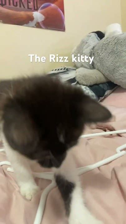 The Rizz Kitty Youtube