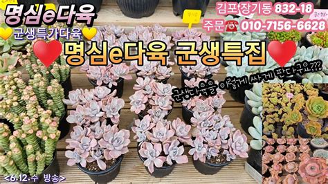 군생다육은 지금 사면 무조건 이득입니다 명심e다육 ♡ Youtube