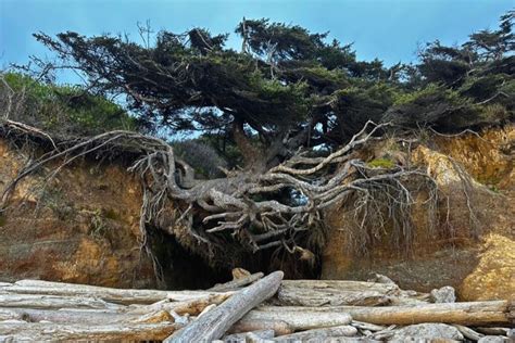Kalaloch Tree Of Life Washington Things To Do The History Of Runaway Tree