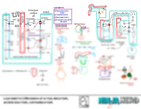 Solution Cardiovascular Pharmacology 10 Loop Diuretics Key Studypool