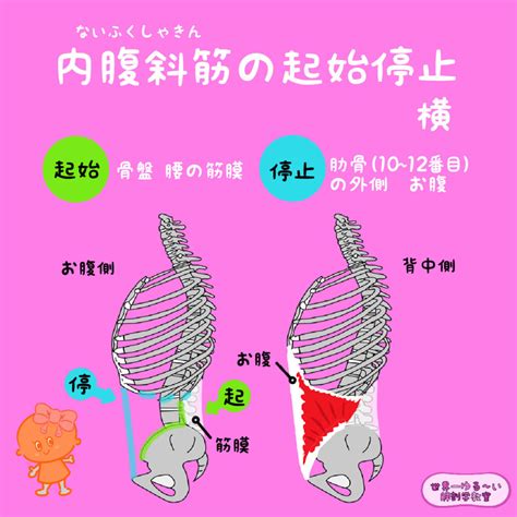 内腹斜筋（ないふくしゃきん）のまとめ