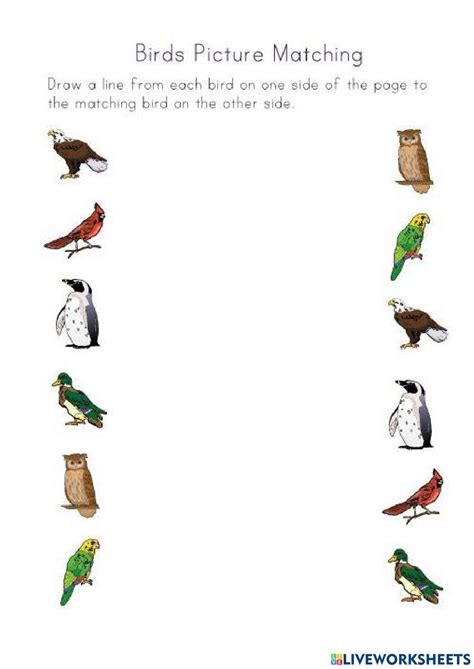 Birds Free Pdf Download Learn Bright Worksheets Library