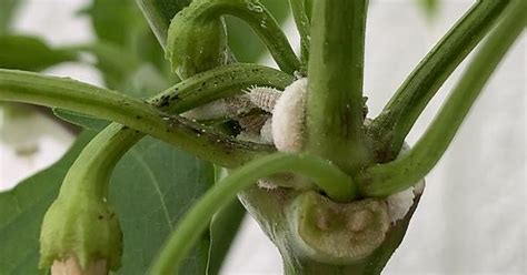 Found This Cluster Of Weird White Bugs On My Pepper Plant What Are