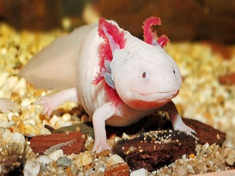 Axolotl पथववरच अमर सजव हदय आण मदसह शररच तटलल सरव अवयव