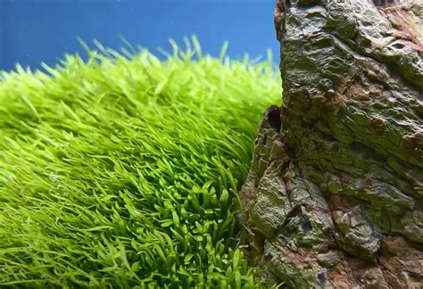 Utricularia Plantas Carnivoras