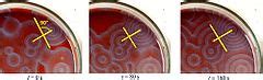 Category Belousov Zhabotinsky Reaction Wikimedia Commons