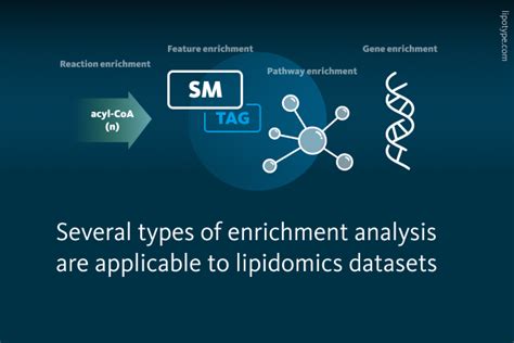 lipidomics data analysis enrichment analysis lipotype gmbh