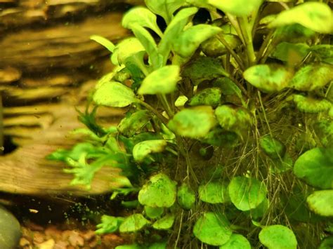 How Should I Get Rid Of This Algee R Aquascape