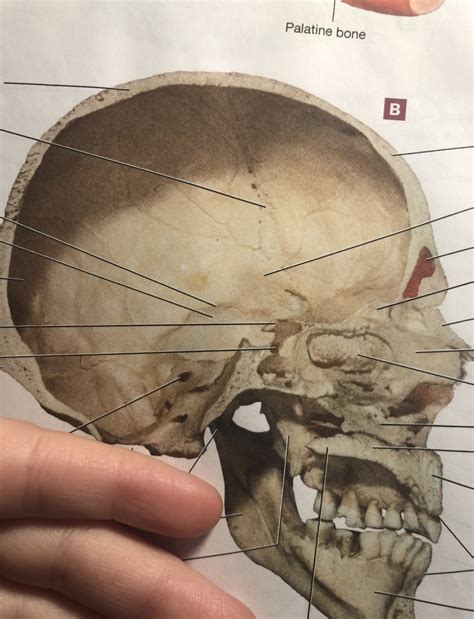 Midsagittal Skull Diagram Quizlet