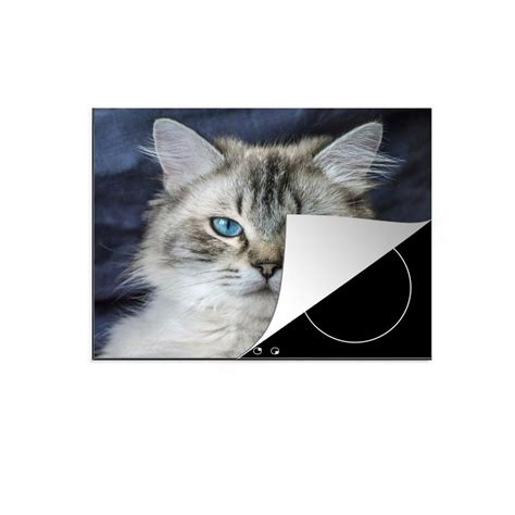 Muchowow Herd Abdeckplatte Porträt Einer Ragdoll Katze In Nahaufnahme