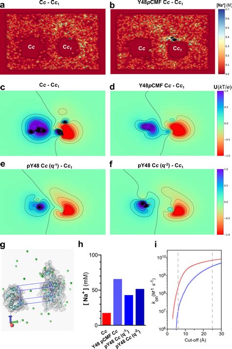 Molecular Dynamics Md Calculations Of Cc1 And Cc Display An
