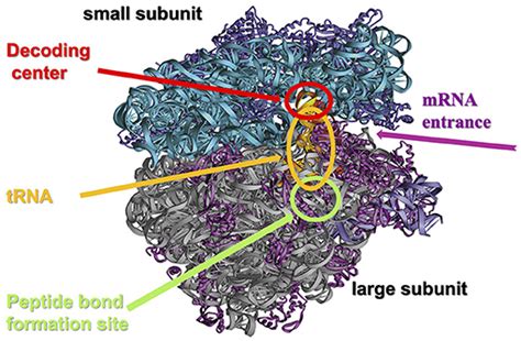 The Ribosome—the Factory For Protein Production According To The