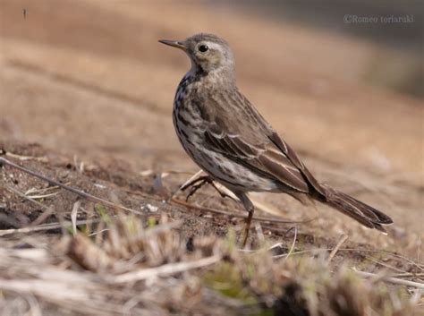 タヒバリ ステップ 気楽にとり 鳥撮り 歩き