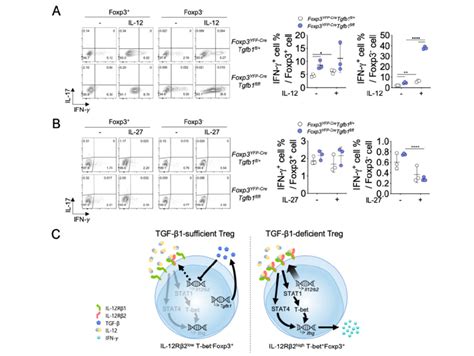 Ablation Of Tgf β1 Induces Excessive Ifn γ Production Of Treg Cells