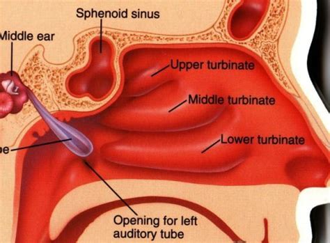 Eustachian Tube Anatomy Eustachian