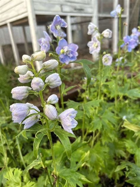 Delphinium Guardian Lavender By Fox And Pheasant Michigan Flower Barn