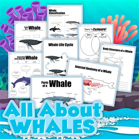 Marine Biodiversity Activity Worksheet Whale Evolution Best Worksheet