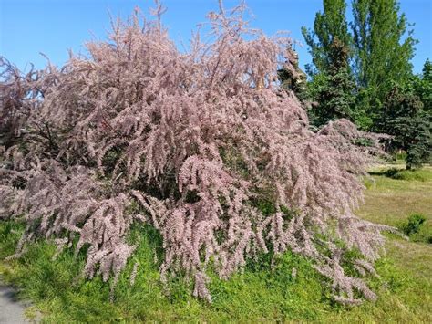Beautiful Flowering Branches On A Tamarisk Bush With Small Pink Petals