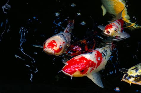 Japan Koi Fish Swimming In A Water Gardenfancy Carp Fishkoi Fisheskoi
