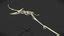 Pteranodon Skeleton High Poly Count Download Free 3d Model By