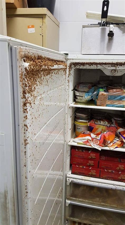 Cockroach Smear Marks · Clean And Green Pest Control Northern Beaches