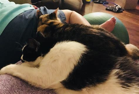 Snoozy Fuzzy Cuddle Puddle Scrolller Snoozy Fuzzy Cuddle Puddle Scrolller