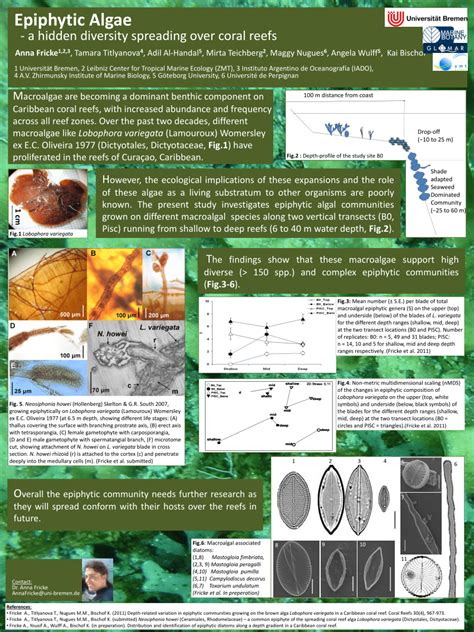 Pdf Epiphytic Algae A Hidden Diversity Spreading Over Coral Reefs