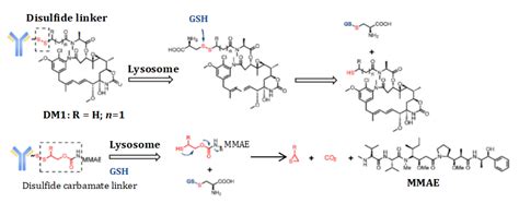 Advances In Adc Linker Research Axispharm