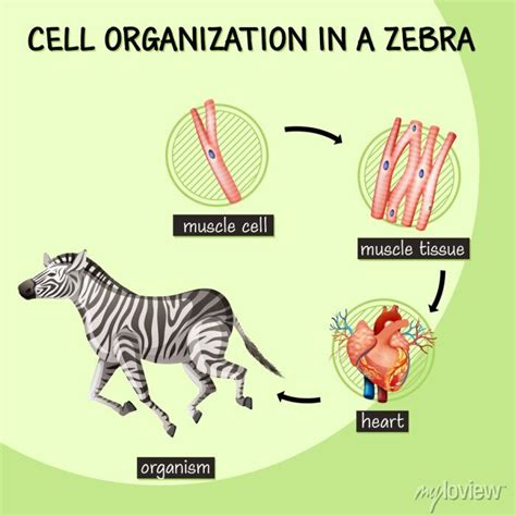 Diagram Showing Cell Organization In A Zebra Wall Stickers Clip Art