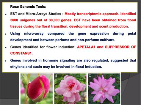 Next Generation Sequencing Technologies And Their Applications In