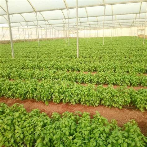 Basil Importers Uk The Best In 2024 Mulberry Growers