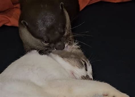 カワウソが寝ているネコの耳をハムハム。かまってほしいの？【海外・動画】 Trill【トリル】