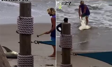 Florida Man Arrested Beating Protected Species Of Shark With A Hammer