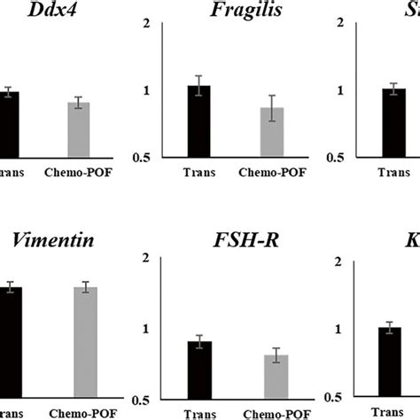 Setting Up The Decellularization Protocol For Human Cortical Ovarian