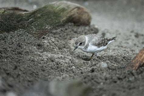 western snowy plovers they re just like us seattle aquarium