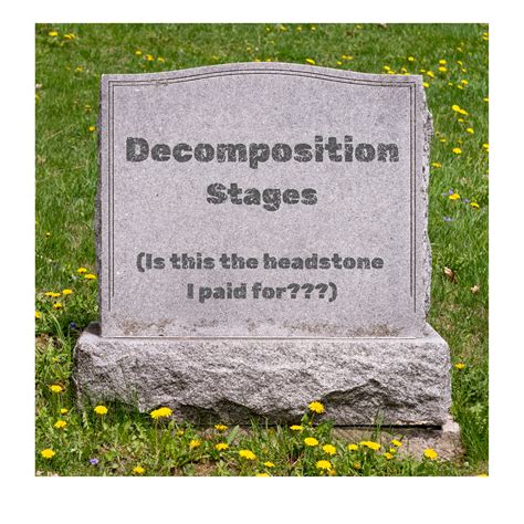 Decomposition Stages Fightwrite