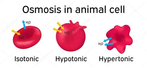 An Animal Cell Placed In Hypotonic Solution Will Q1the Photographs