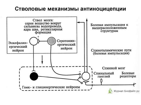 Физиология сенсорных систем Физиология боли презентация онлайн
