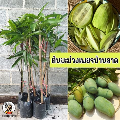 ตันมะม่วงเพชรบ้านลาด ขนาด 65 100 ซม นิยมกินดิบ เนื้อสัมผัสแข็ง รสชาติมันอร่อย เป็นมะม่วงโบราณหา