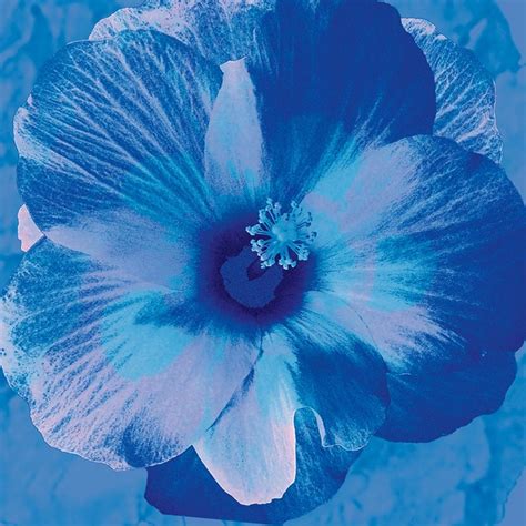 Somerset House Images Tylene Ii