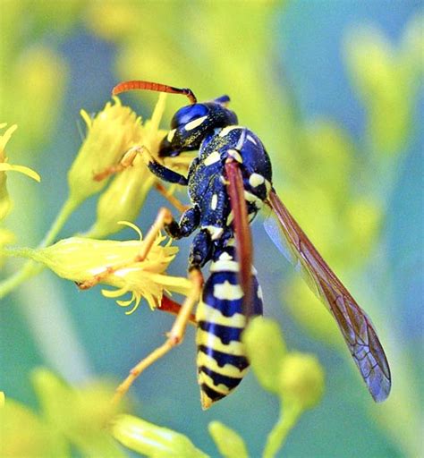 Paper Wasp Queen Identification
