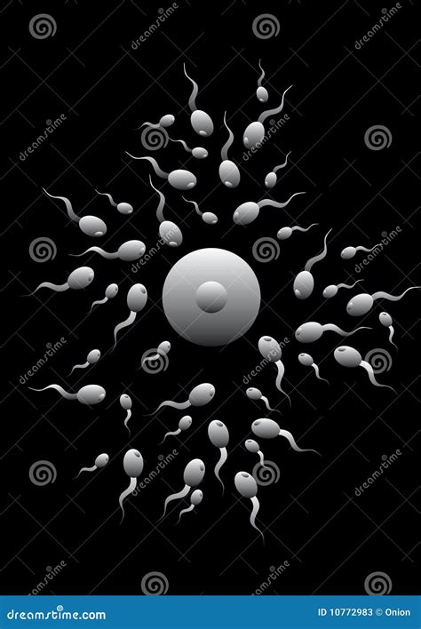 Graphic Sperm And Egg Being Fertilized Stock Illustration
